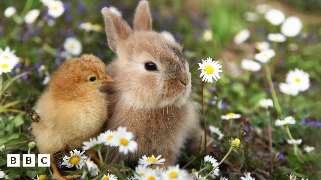 Quiz: The Animals of Spring - CBBC