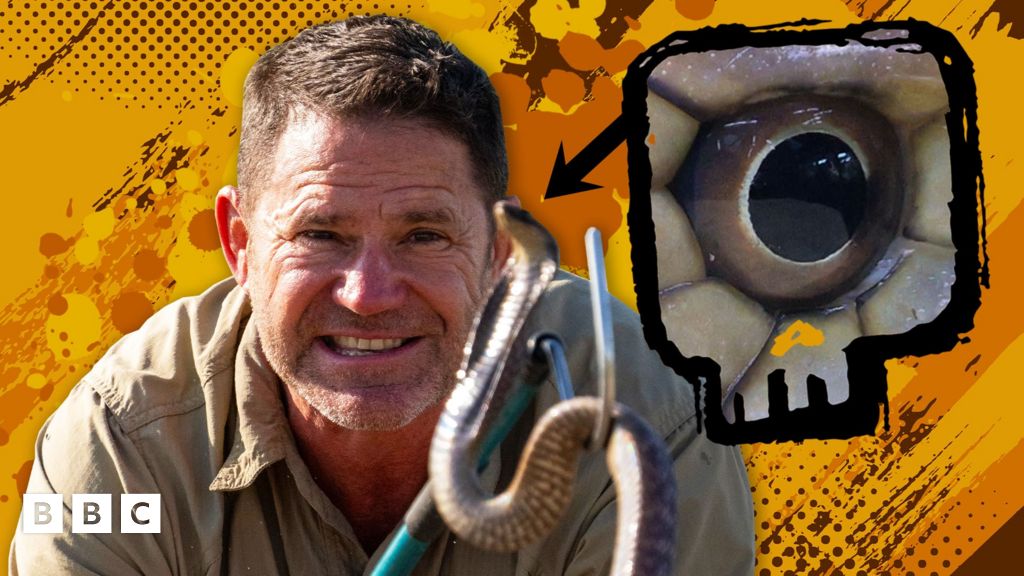 Deadly 60 - Guess the animal from it's eye CBBC Steve Backshall quiz - CBBC