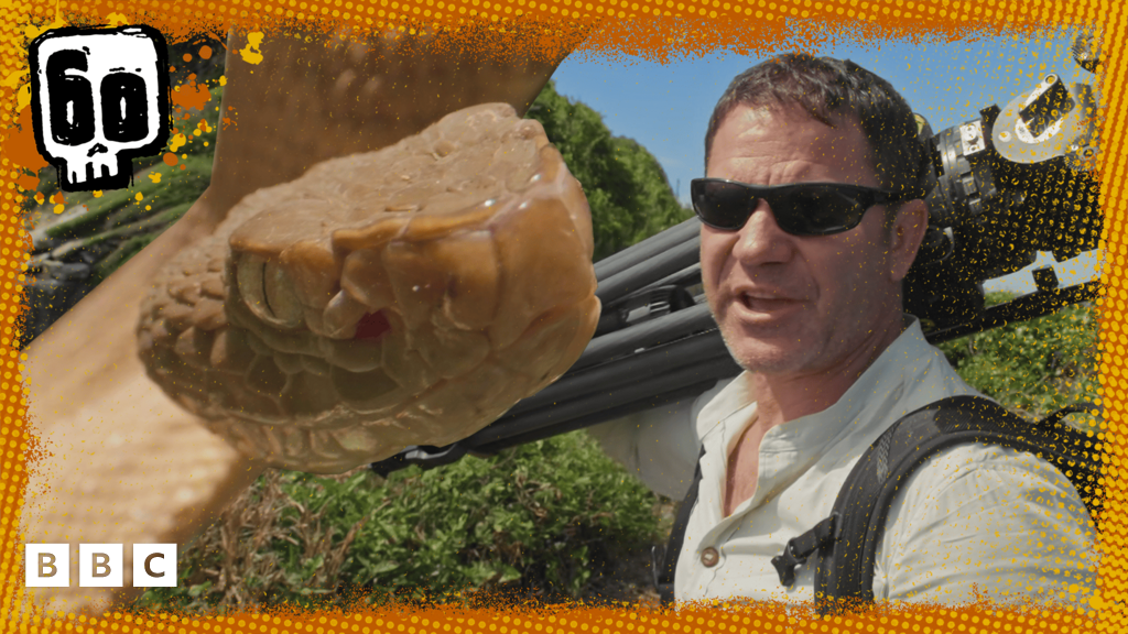 Deadly 60: Welcome to Snake Island CBBC Steve Backshall quiz - CBBC