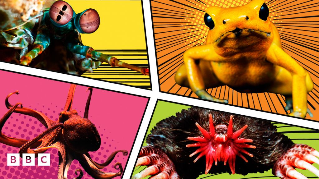 Extraordinary animals with real superpowers - CBBC
