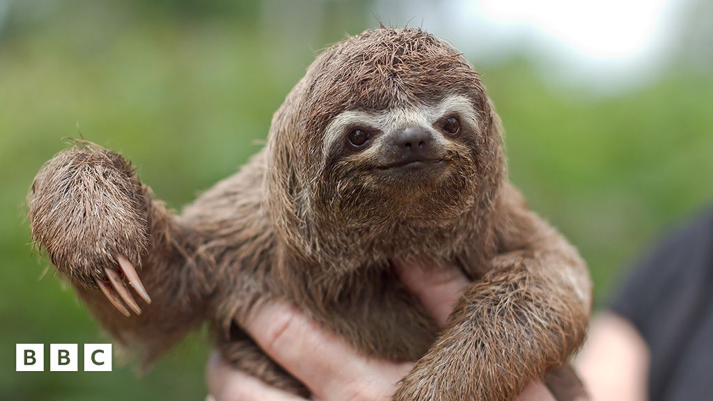 Quiz: How much of a sloth are you? - CBBC