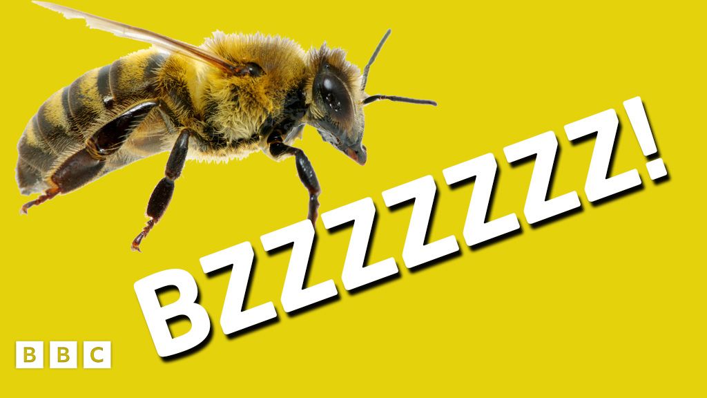 Quiz: Which bee would you be? - CBBC