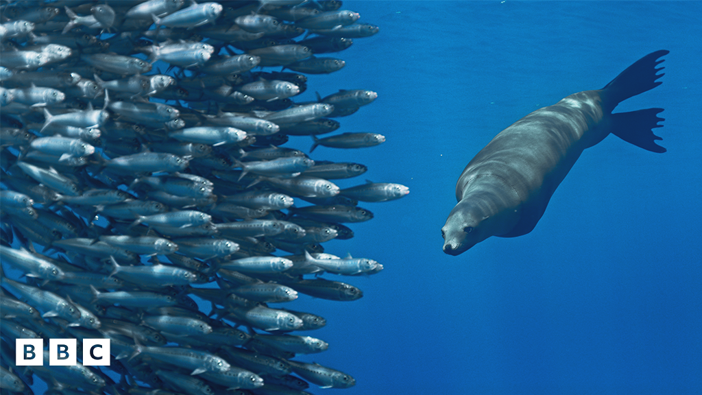 BBC Natural History Mammals Episode 3 Water Trivia Questions Quiz - CBBC