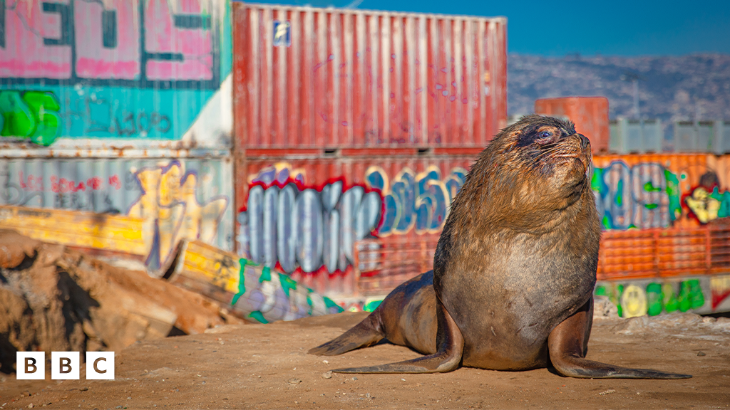 Quiz: Mammals, The New Wild - CBBC