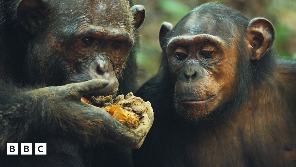 BBC Natural History Mammals Episode 6 Forest Trivia Questions Quiz - CBBC