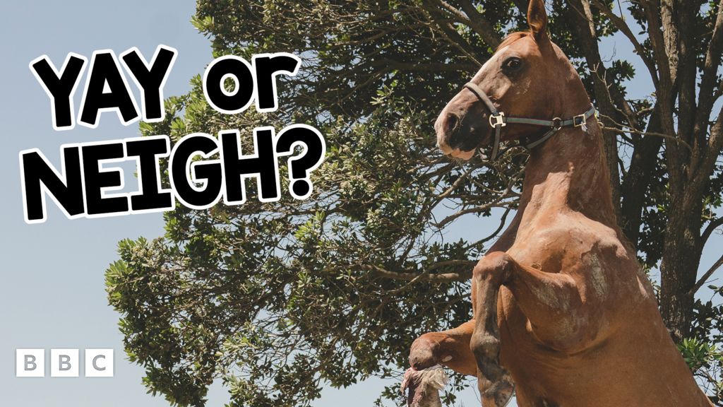 Quiz: Yay or Neigh? - CBBC