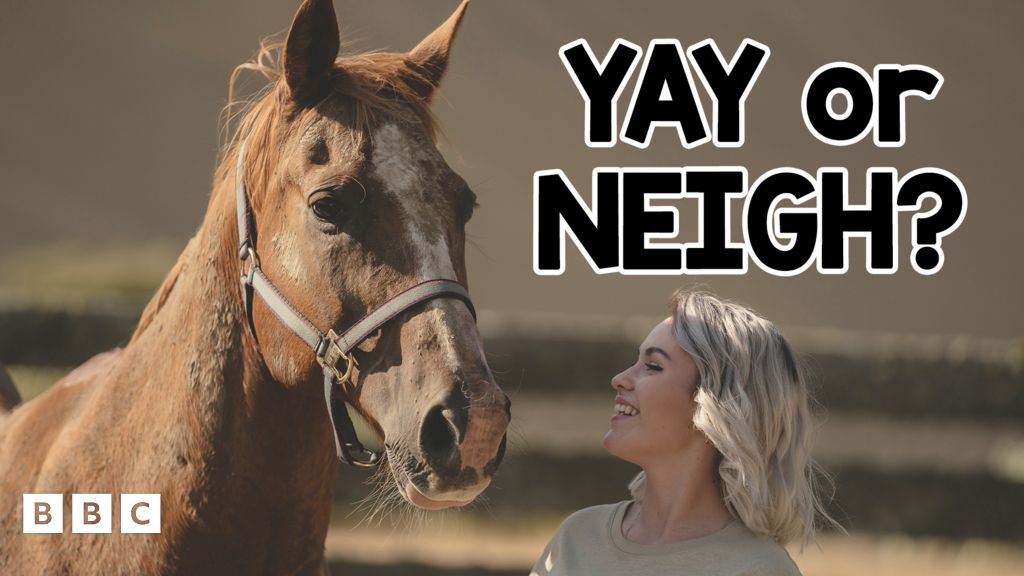 Quiz: Yay or Neigh? Round 2 - CBBC