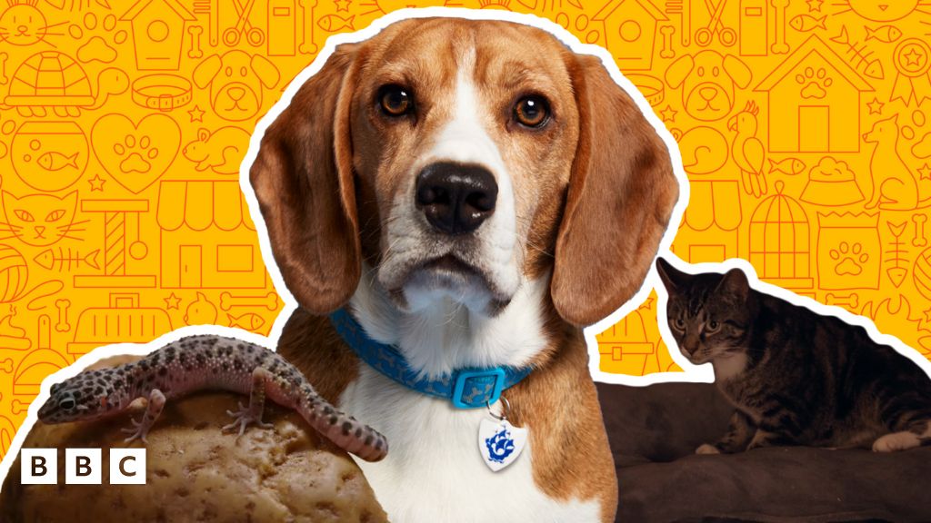 Cutest Pet on CBBC - CBBC