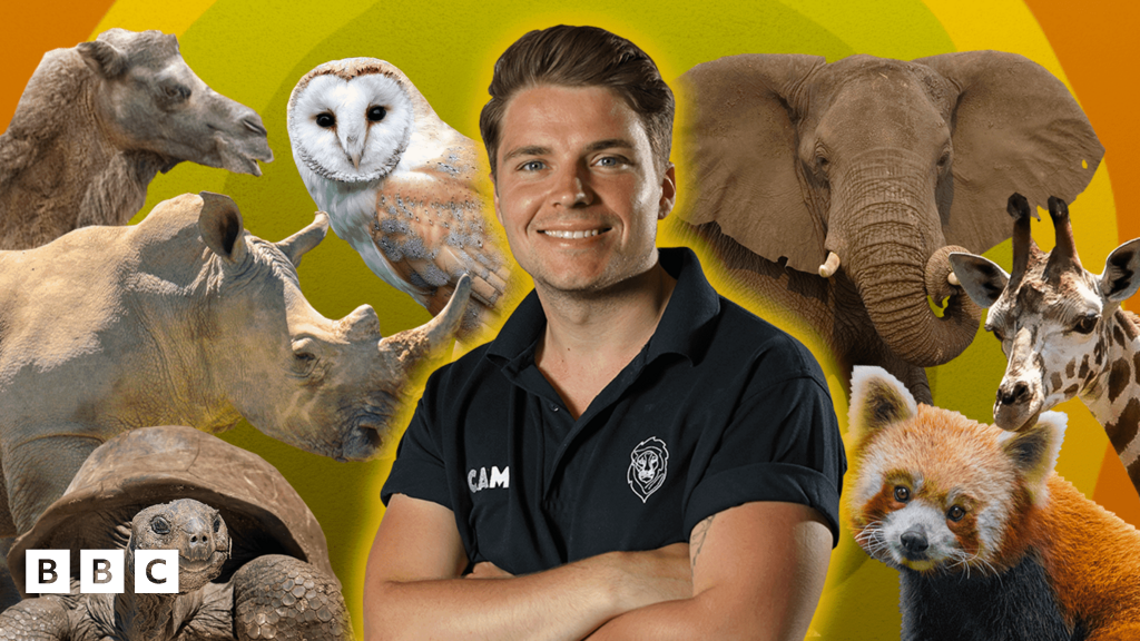 One Zoo Three: Ask an Animal Expert Anything - CBBC