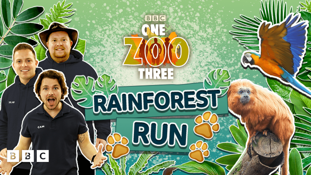 One Zoo Three: Rainforest Run Game | Free educational and fun children ...