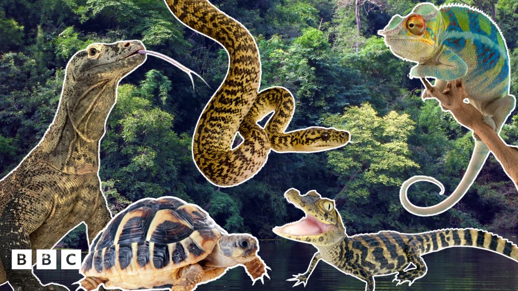 A fun and easy quiz about reptiles for kids. - CBBC