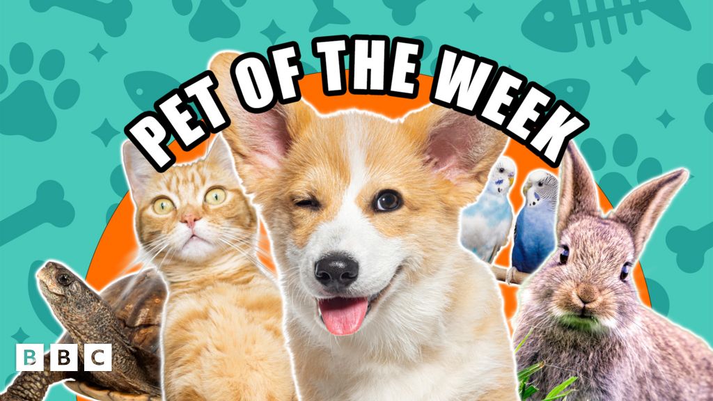 Pet of the Week Saturday Mash-Up CBBC Joe Tasker Shereen Cutkelvin ...