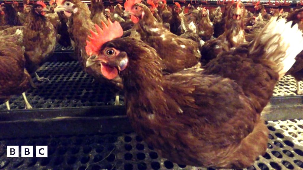 Braving the chicken sheds - CBBC