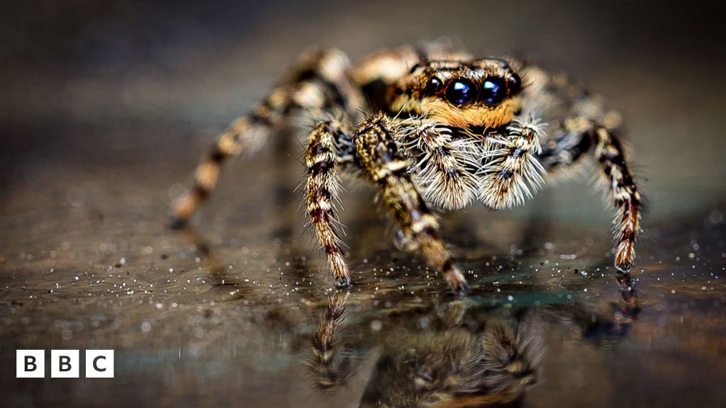 Which UK spider are you? - CBBC
