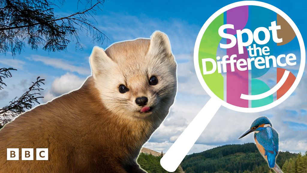 Springwatch: Spot the Difference - CBBC