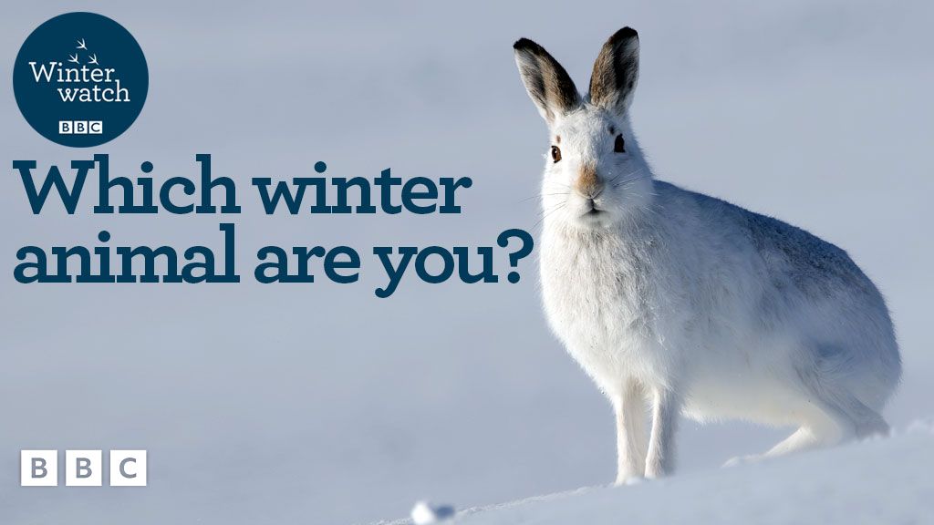 Which winter animal are you? - CBBC