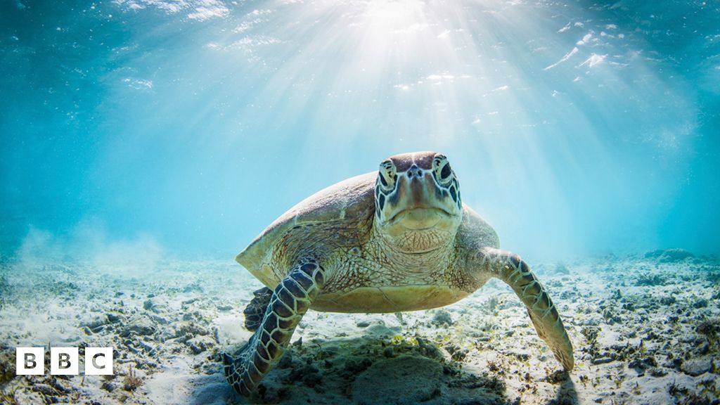 Quiz: How much do you know about turtles? - CBBC