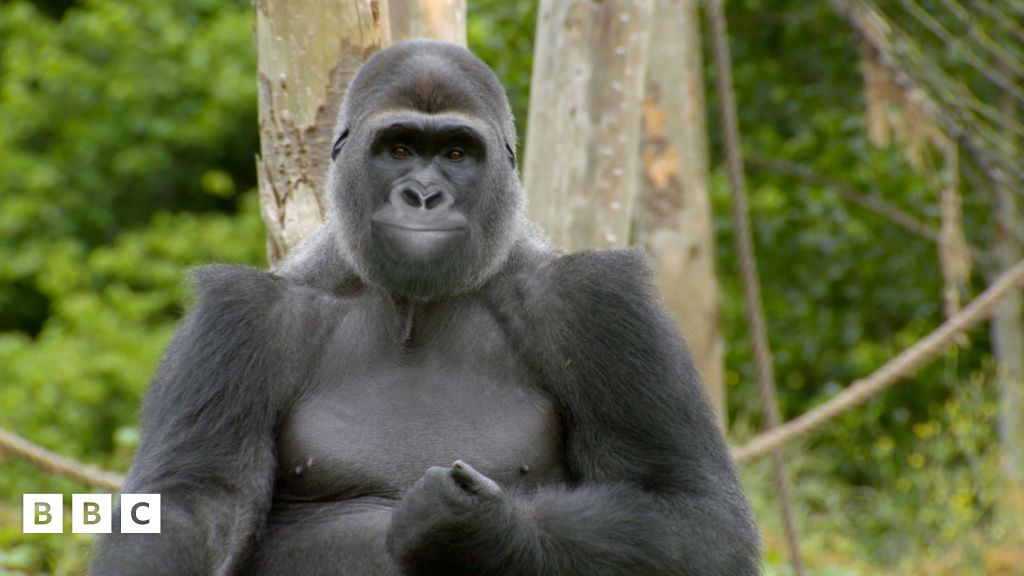 Anti-Bullying Week: The Zoo - CBBC