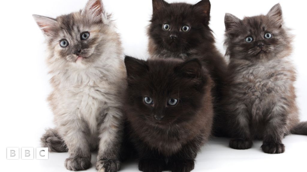 Quiz: Curious Cats - CBBC