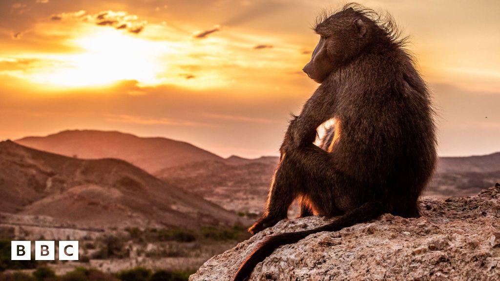 Quiz: Planet Earth III, Deserts and Grasslands - CBBC