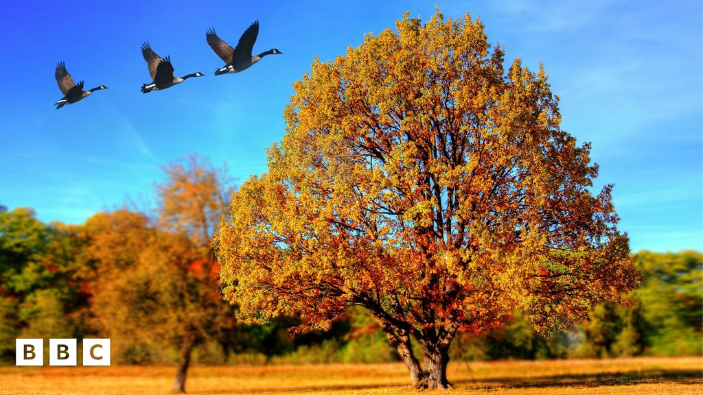 Can you spot these 5 signs of autumn? - CBBC