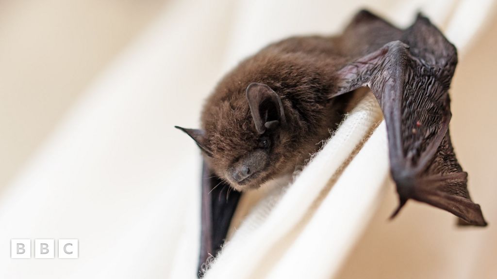 Quiz: Which bat are you? - CBBC