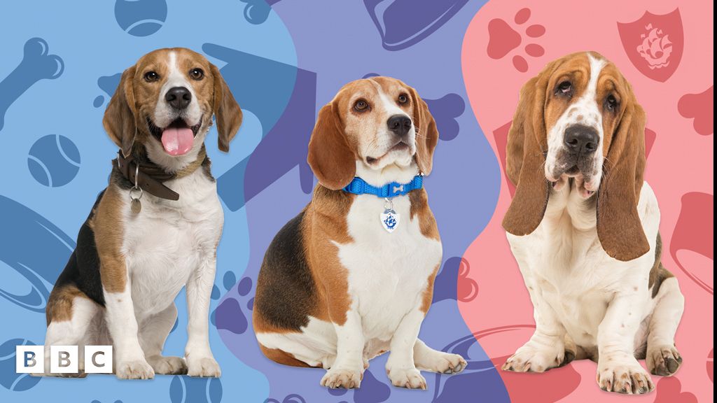 Facts about beagles and basset hounds | Henry the Blue Peter dog quiz ...