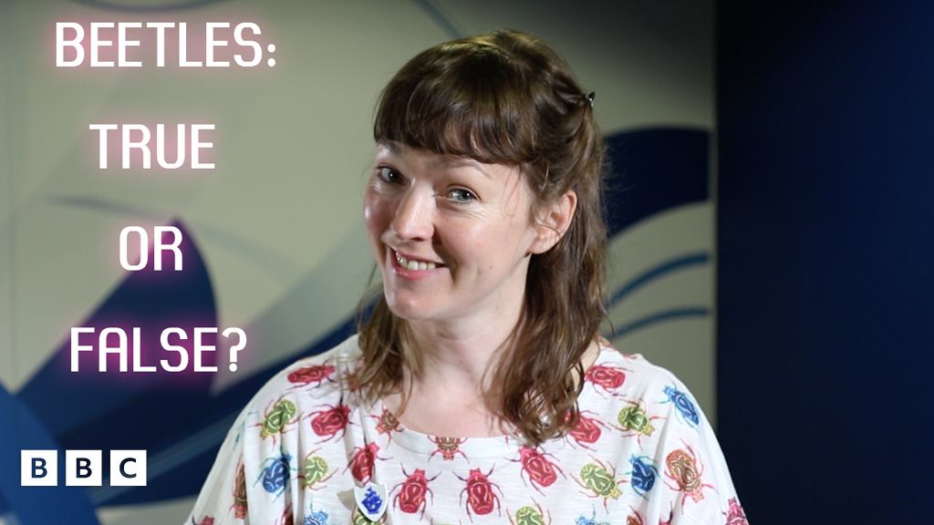 Beetles: True or False? - CBBC
