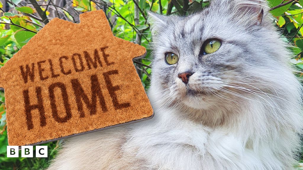 Fun and cute cat quiz free on BBC and Blue Peter for kids - CBBC