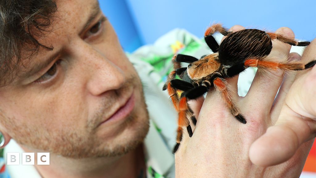 Renknee tarantula - CBBC