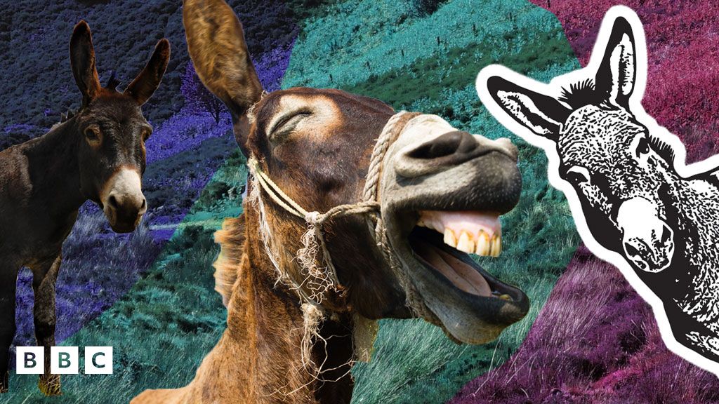 Do you know donkeys? - CBBC