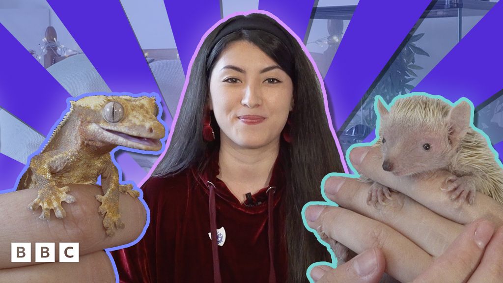 Emzotic's Exotic Creatures - CBBC - Blue Peter - CBBC