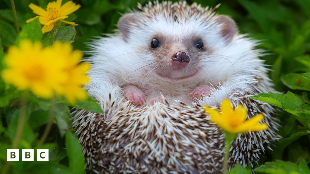 Find the hedgehogs game | Make your garden hedgehog friendly | Blue ...