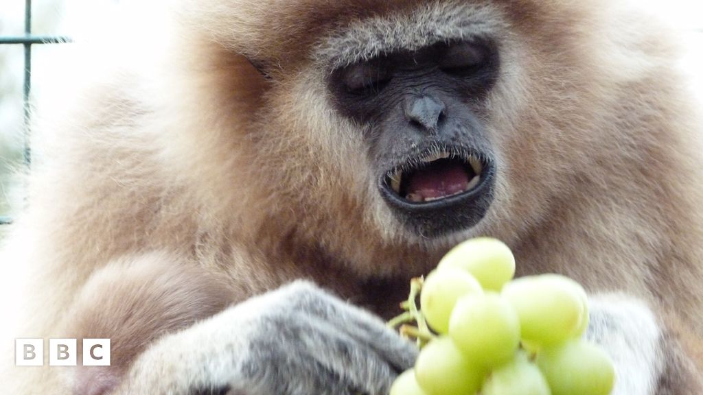 Hertfordshire Zoo - CBBC