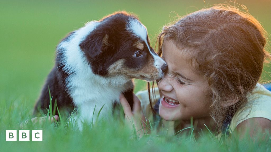 Quiz: Are you a dog's best friend? - CBBC