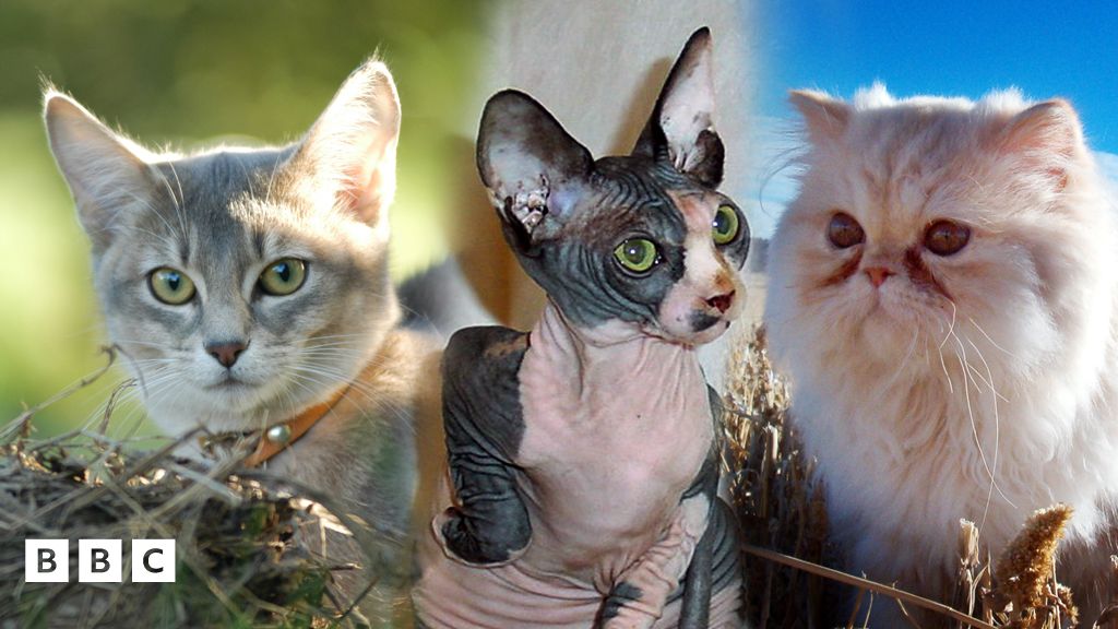 Quiz: What type of cat are you? - CBBC