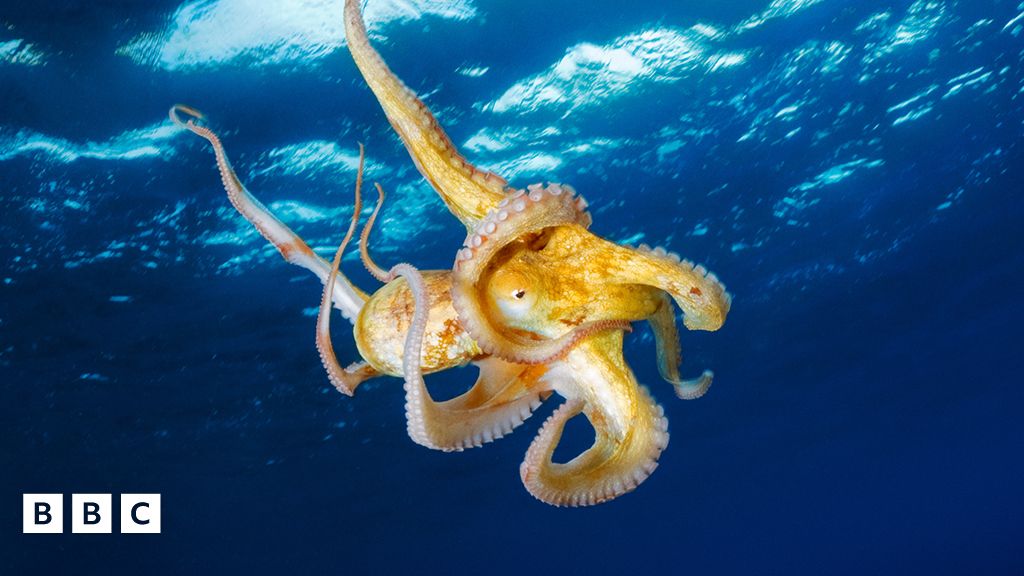 World Ocean Day Quiz | Which sea creature are you? | Fun Wildlife ...