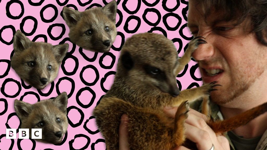 Meet cute fox cub and mad for it meerkats - CBBC