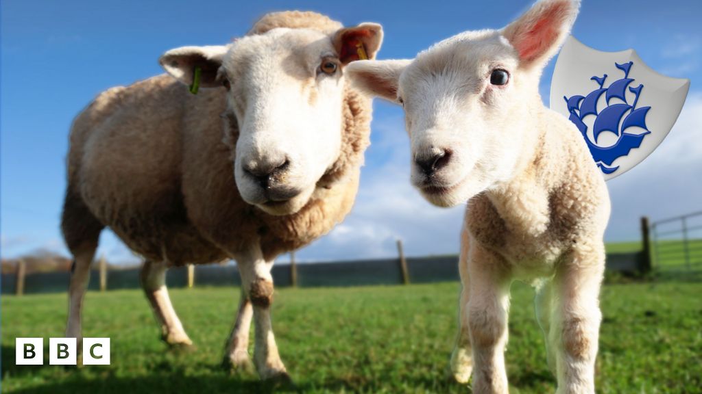 A easy and simple quiz with fun facts about sheep and lambs for ...