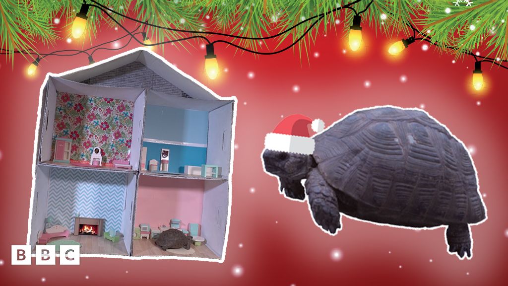 Christmas with Shelley - CBBC