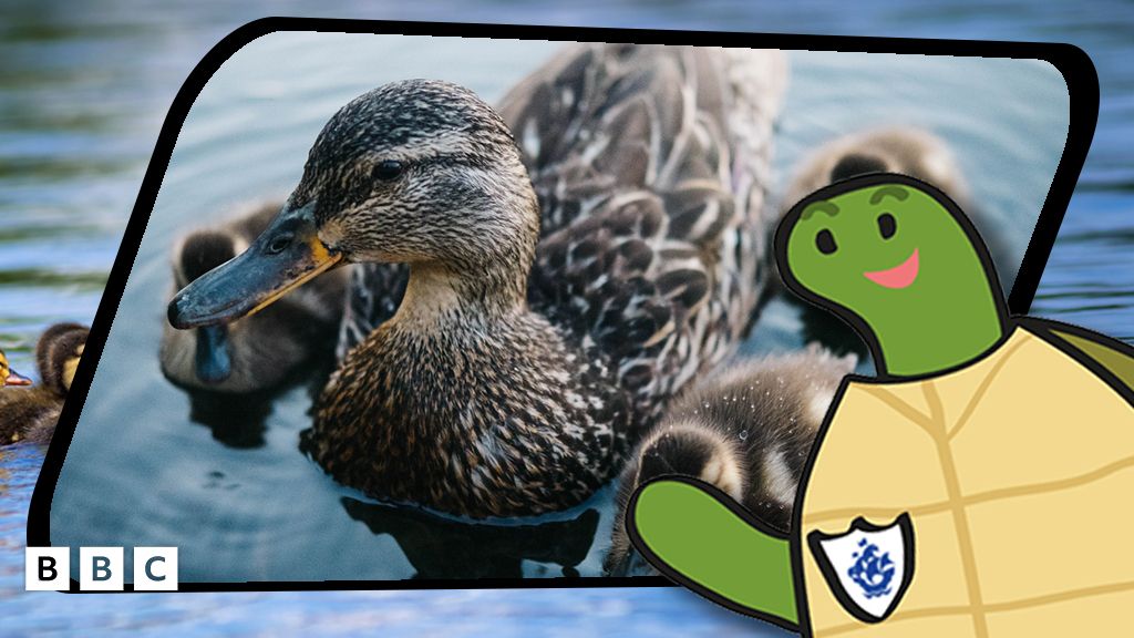 Shelley's Shenanigans: Ducks - CBBC