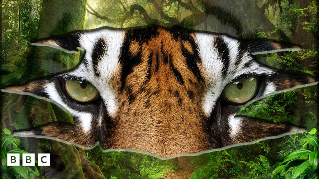 Tiger fact quiz | International Tiger Day quiz | How much do you know ...