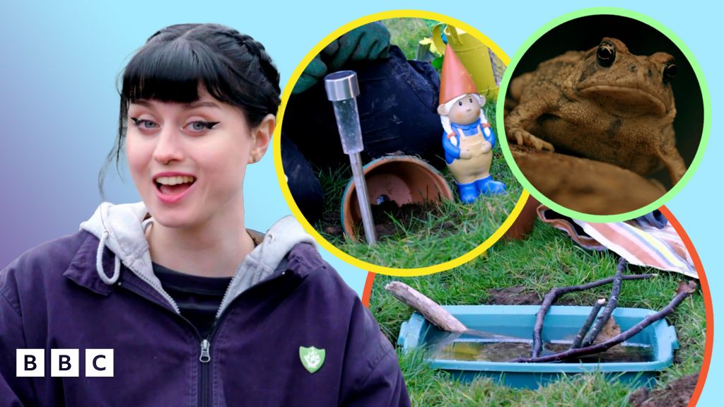 Make a home for toads - CBBC