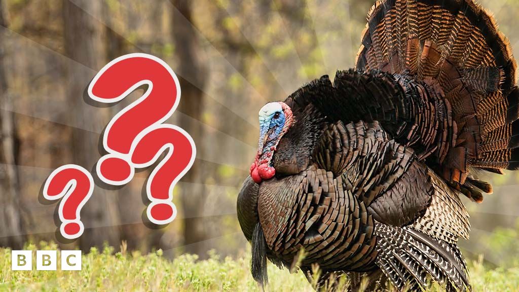 That's not a turkey | Fun free quizzes for kids | Blue Peter - CBBC