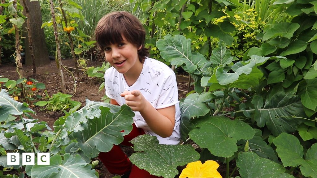 Where are all the Blue Peter vegetables?! - CBBC