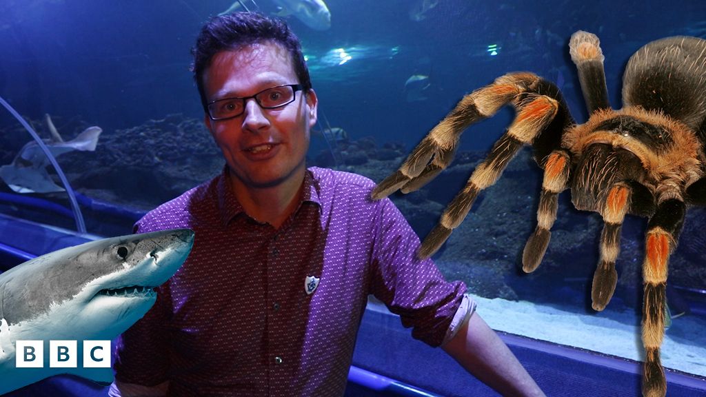 How to cope with fear! - CBBC