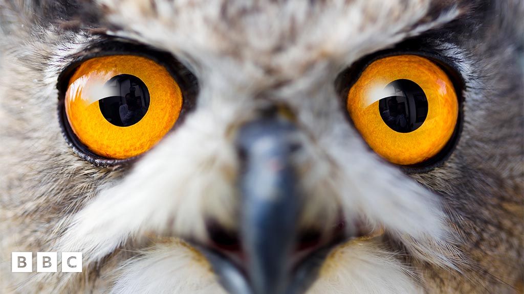 Quiz: What's that animal? - CBBC