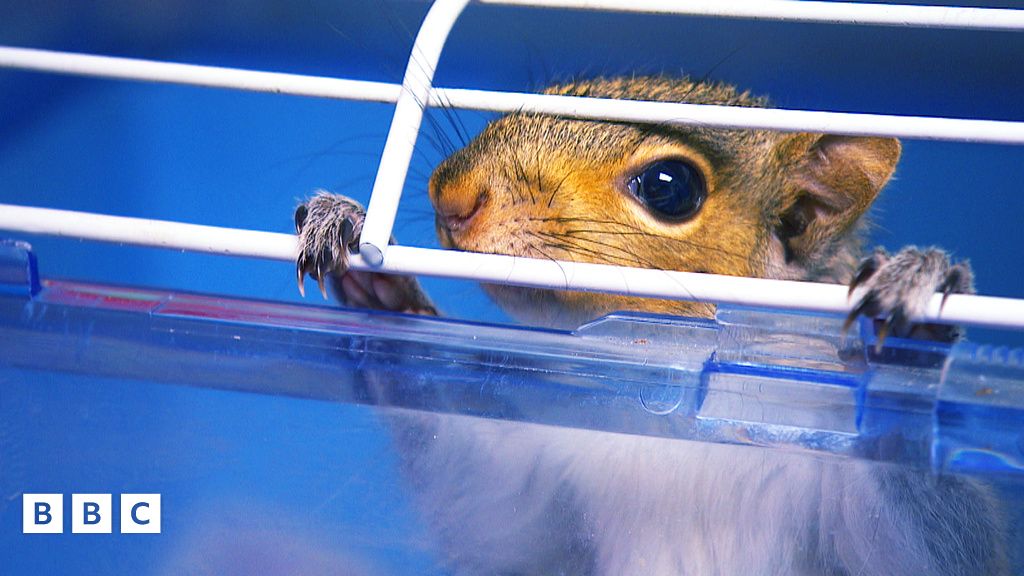 That moment when you try to interview a squirrel - CBBC