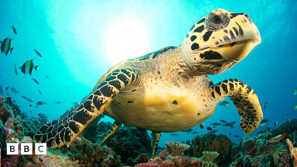 Which sea turtle are you? - CBBC