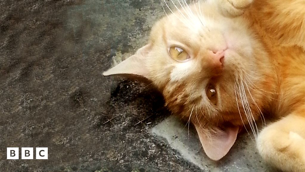 Your cute cat pictures - CBBC